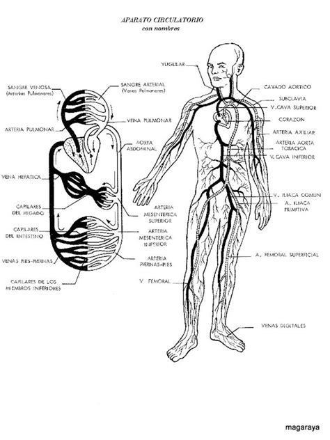 Sistema Circulatorio Con Nombres Para Colorear Colorir Desenhos