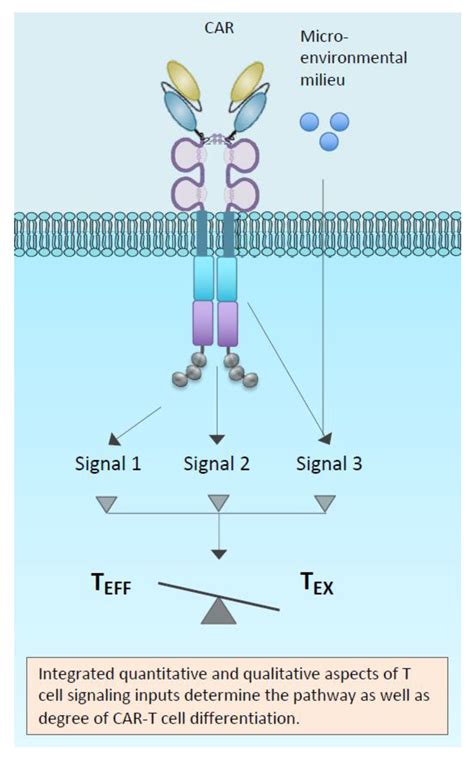 Emerging Understanding Of How Both Quality And Quantity Of Signalling Download Scientific