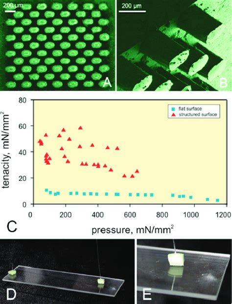 Biomimetic Attachment Devices Peressadko And Gorb 2004 A B