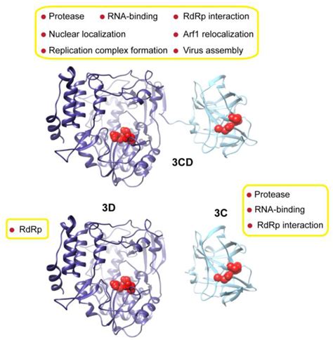 Viruses Special Issue Viral Replication Complexes Structures Functions Applications And