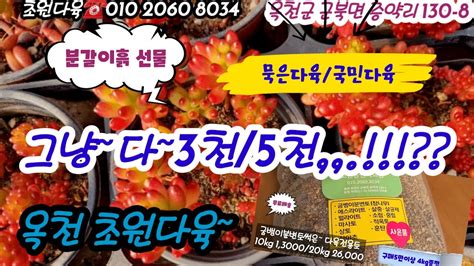 옥천 초원다육에 멋진군생3천원다육븐터 Youtube