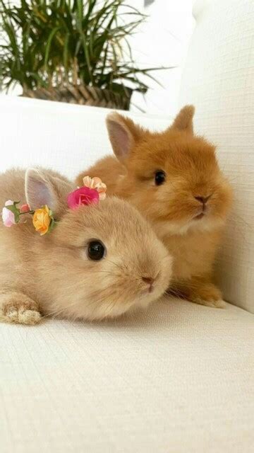 صور أرنب كيوت 2023 خلفيات أرانب لطيفة إمبراطورية الصور