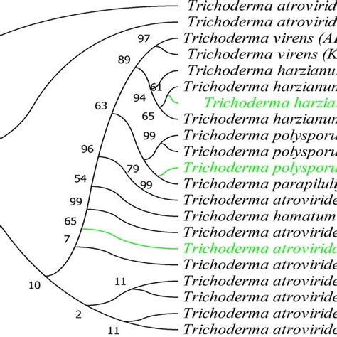 Phylogeny Of Trichoderma Isolates Molecular Tools Coupled With