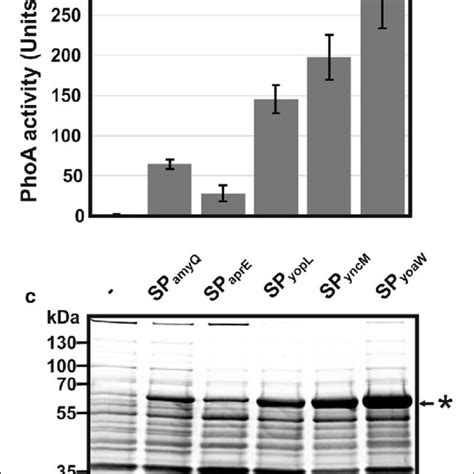 Pdf The Yoaw Signal Peptide Directs Efficient Secretion Of Different Heterologous Proteins