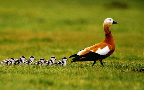 Infosys Cobalt Analyst Recognitions