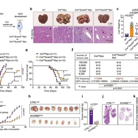 Scarb2 Deletion Suppresses Hcc Initiation And Progression A Scheme