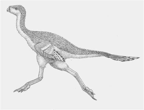 Protarchaeopteryx Pictures And Facts The Dinosaur Database