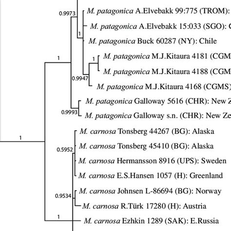 The Phylogenetic Tree Of A Concatenated Broad Dataset Of The
