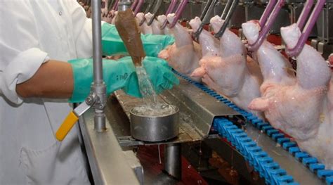 Effect Of Paa Solutions In Poultry Processing Wastewater Treatment
