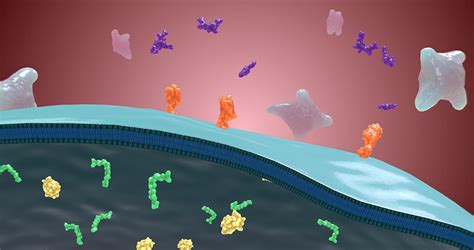 Premium Photo Platelet Activation And Aggregation Play An Important