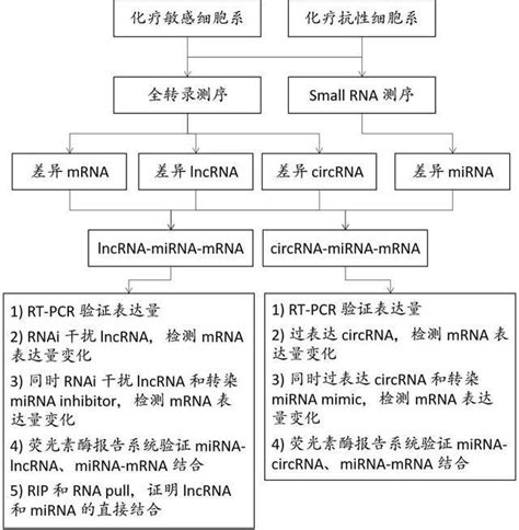 项目文章 ceRNA 高分文章套路拿去不谢 知乎
