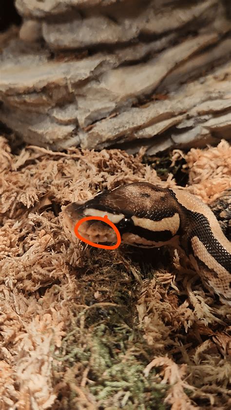 scale rot r ballpython