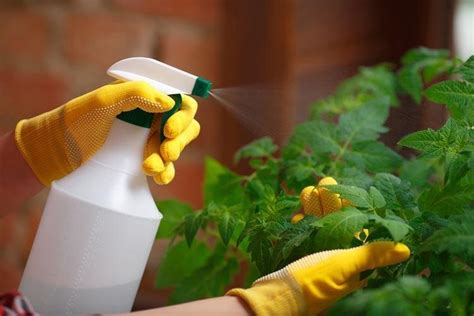 Фунгициды для растений что это такое список препаратов как применять