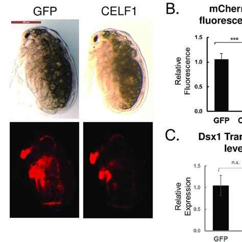 Daphnia Magna Celf1 Temporal Expression Profile D Magna Celf1 Download Scientific Diagram