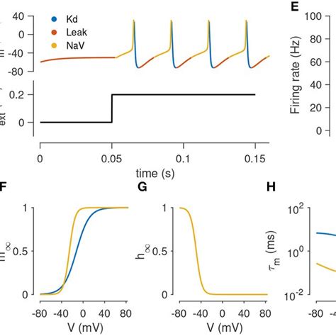 Simulating A Network Of Conductance Based Model Neurons Coupled By