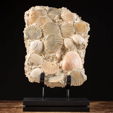 Pecten Fossil Shell Slab 400×240×140 Mm Catawiki