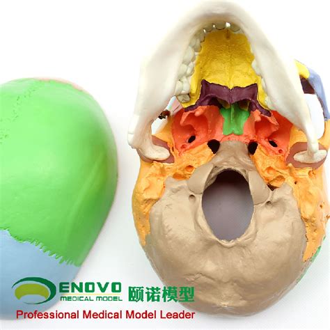 人体头颅骨上色区分22块颅骨区域模型头骨色性分离模型骨骼模型 阿里巴巴
