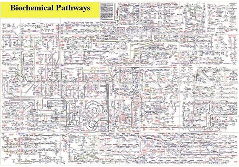 the metabolic network even with all these restrictions there remains