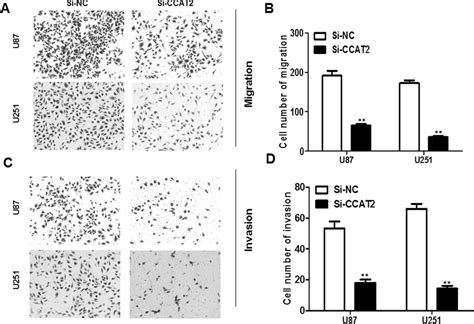 Knockdown Of Lncrna Ccat2 Inhibits Glioma Cell Migration And Invasion