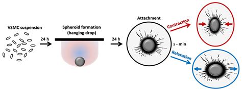 Smooth Muscle Cell Contraction