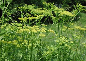 Wild Parsnip Ontario Ca