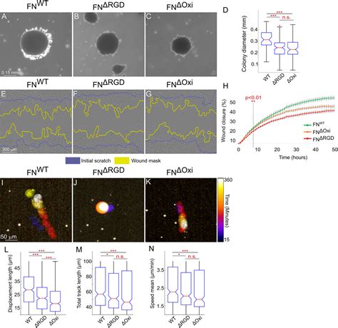 Initiation Of Fibronectin Fibrillogenesis Is An Enzyme Dependent Process Cell Reports