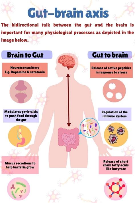 Deciphering The Gut Brain Axis Happiest Health