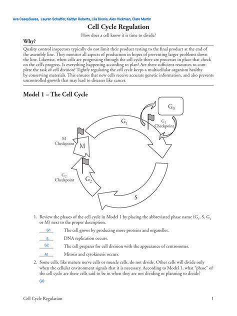 Cell Cycle Checkpoints And Regulation Pdf Cell Cycle Kinase