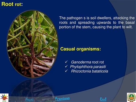 Root Diseases Next End Ppt Download