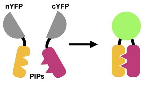 Dont Fret Bimolecular Fluorescence Complementation Makes Visualizing Protein Protein