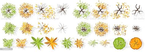 여름과 가을 나무와 식물의 세트는 최고 전망 조경 및 지도 건축 및 조경 설계 프로젝트를위한 다양한 식물 흰색으로 격리된 그래픽입니다 벡터 녹지 공간 공중 뷰에 대한 스톡