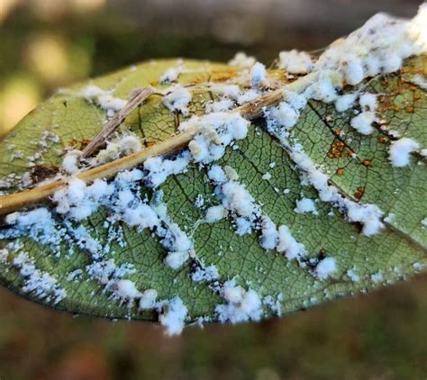 Biological Control Of Papaya Mealybug Using Cryptolaemus Ladybird Beetles