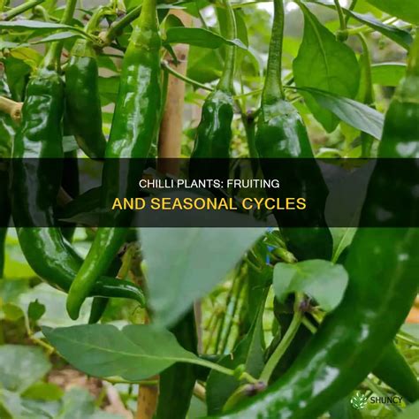 Chilli Plants Fruiting And Seasonal Cycles Shuncy