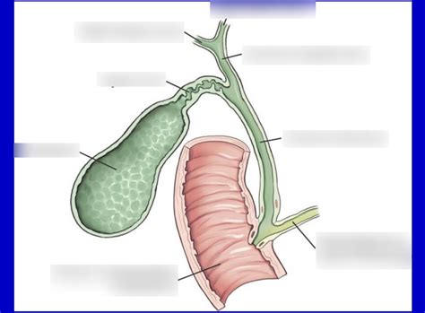 Hepatic System Diagram Quizlet