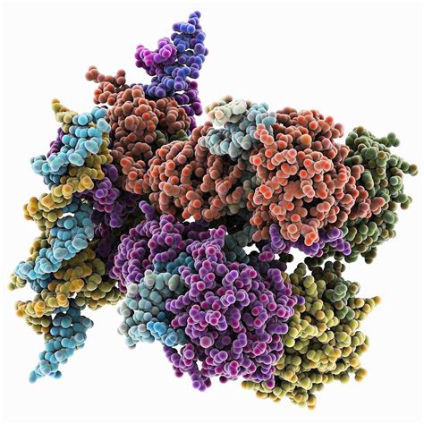 Bacteriophage Dna Recombination 1 By Science Photo Library