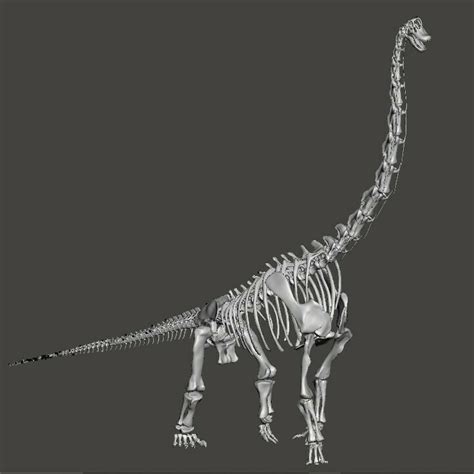 Brachiosaurus Fossil