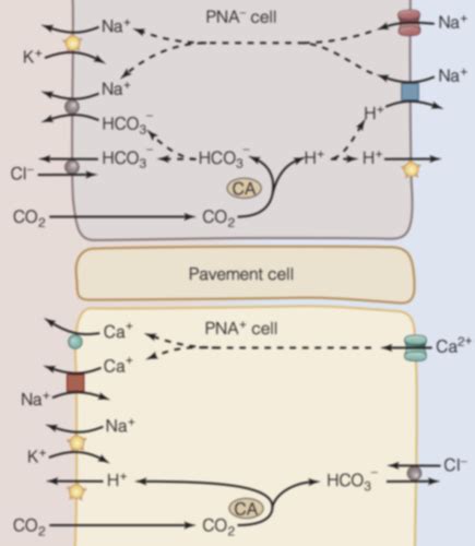 Module 6 Osmoregulation Flashcards Quizlet