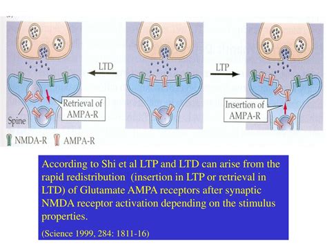 Ppt Distinct Memory Systems Mediating Declarative Emotional And Procedural Memory Functions