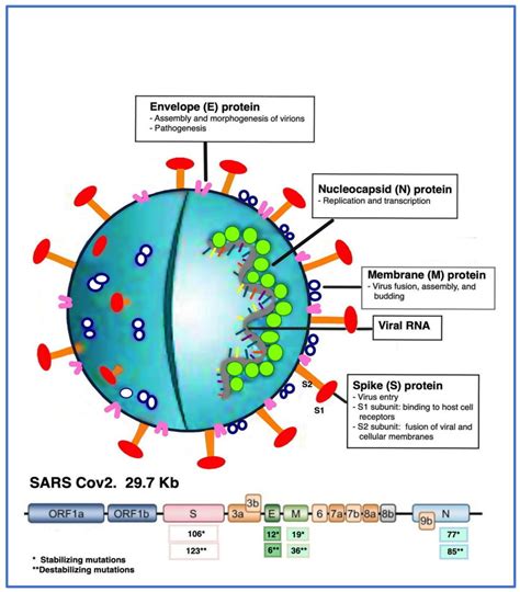 Schematic Representation Of Structure And Genome Of Sars Cov 2 The Download Scientific Diagram