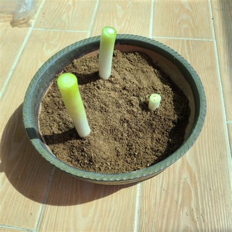 집에서 대파 키우기 나도 시작 네이버 블로그