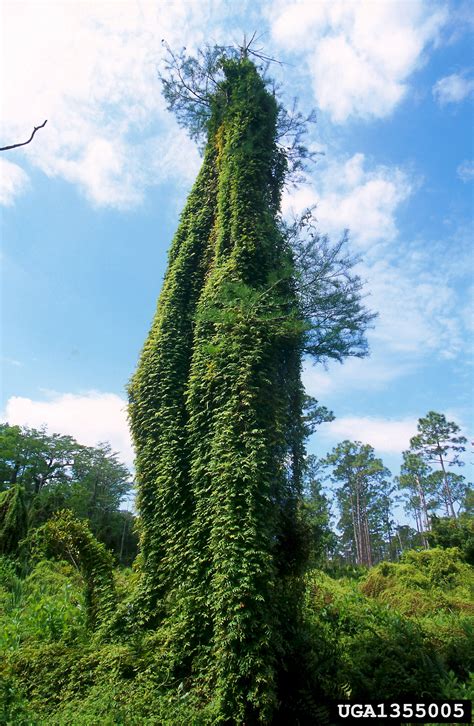 Lygodium Microphyllum Ufifas Assessment University Of Florida