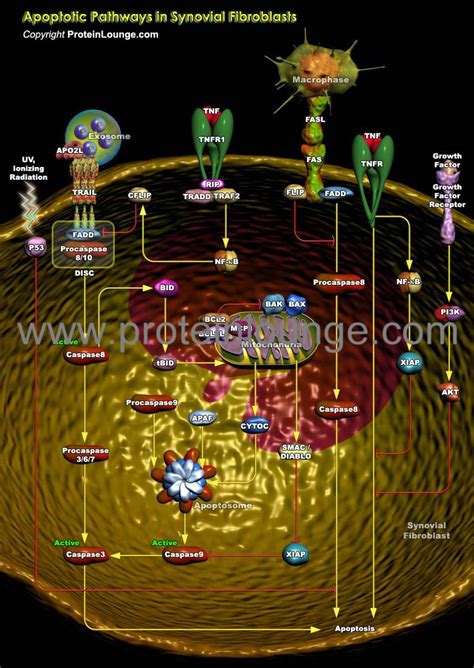 Biological Databases And Tools Apoptotic Pathways In Synovial