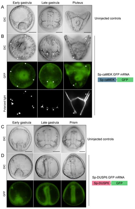 Figure S8 Overexpression Of Constitutively Active S Purpuratus Mek