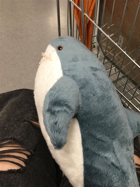 Mini shonk acquired : r/BLAHAJ