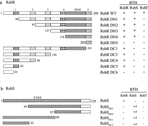 Schematic Representation Of Domains Of Rsbr And Rsbs Proteins And