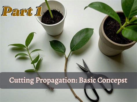 Layering Propagation And Its 6 Incredible Types Garden Chains