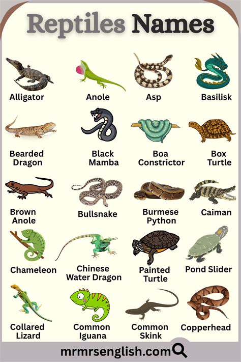 Reptiles Names In English With Their Pictures Mr Mrs English