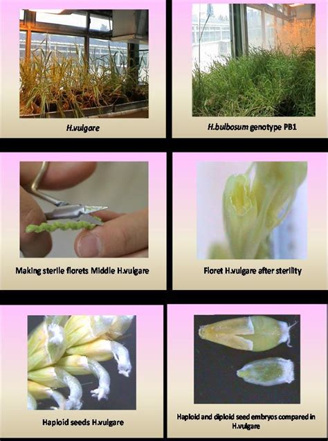 Scheme Of Plant Development Using Detached Tiller Culture Method