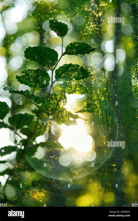 Different Leaves In Front Of Deciduous Forest In Backlight Composing
