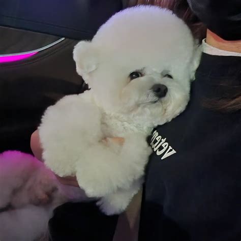 미니비숑 비숑분양 미니비숑분양 Bomyouban • Instagram Photos And Videos